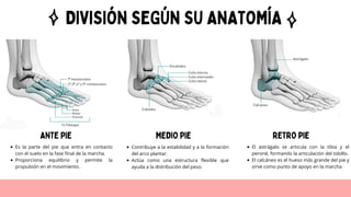 ANATOMÍA DEL PIE.pdfBIOSEGURIDAD.pdfBIOSEGURIDAD.pdf