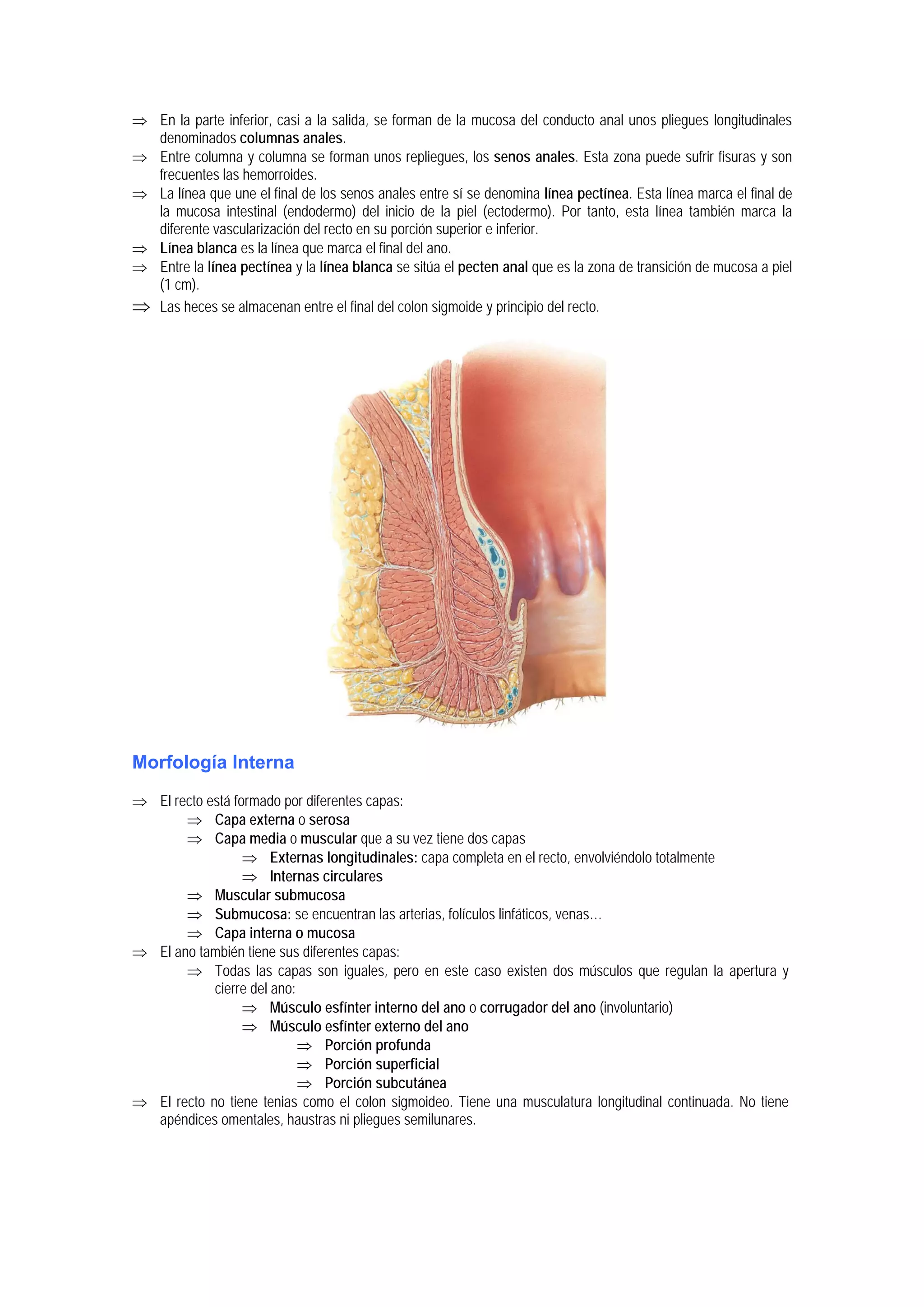 Anatomía del recto | PDF