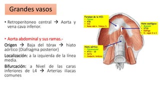 Anatomía del retro peritoneo | PPTX