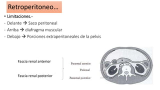 Anatomía del retro peritoneo | PPTX