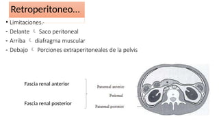 anatomy retroperitoneo anatomia de campbell | PPTX