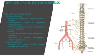 ANATOMÍA DEL RETROPERITONEO Y VIAS URINARIAS ALTAS.pptx