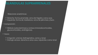 ANATOMÍA DEL RETROPERITONEO Y VIAS URINARIAS ALTAS.pptx