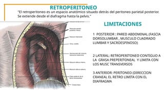 ANATOMÍA DEL RETROPERITONEO Y VIAS URINARIAS ALTAS.pptx