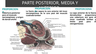 ANATOMÍA DEL RETROPERITONEO Y VIAS URINARIAS ALTAS.pptx