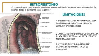 ANATOMÍA DEL RETROPERITONEO Y VIAS URINARIAS ALTAS.pdf