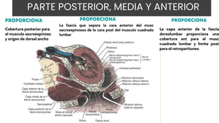 ANATOMÍA DEL RETROPERITONEO Y VIAS URINARIAS ALTAS.pdf