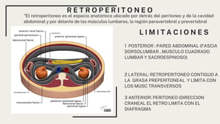 ANATOMÍA DEL RETROPERITONEO Y VIAS URINARIAS ALTAS (1).pdf
