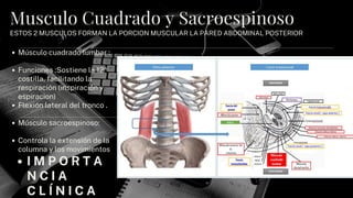 ANATOMÍA DEL RETROPERITONEO Y VIAS URINARIAS ALTAS (1).pdf