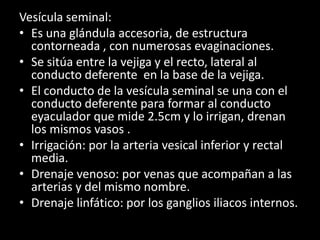 AnatomíA Del óRgano Reproductor Masculino | PPTX