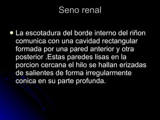 Anatomía del sistema urinario | PPT