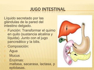 Anatomía del sistema digestivo | PPT
