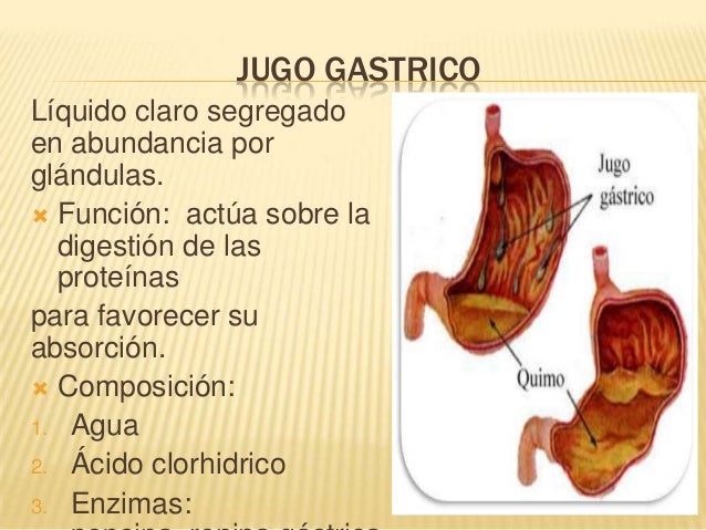 Anatomía del sistema digestivo