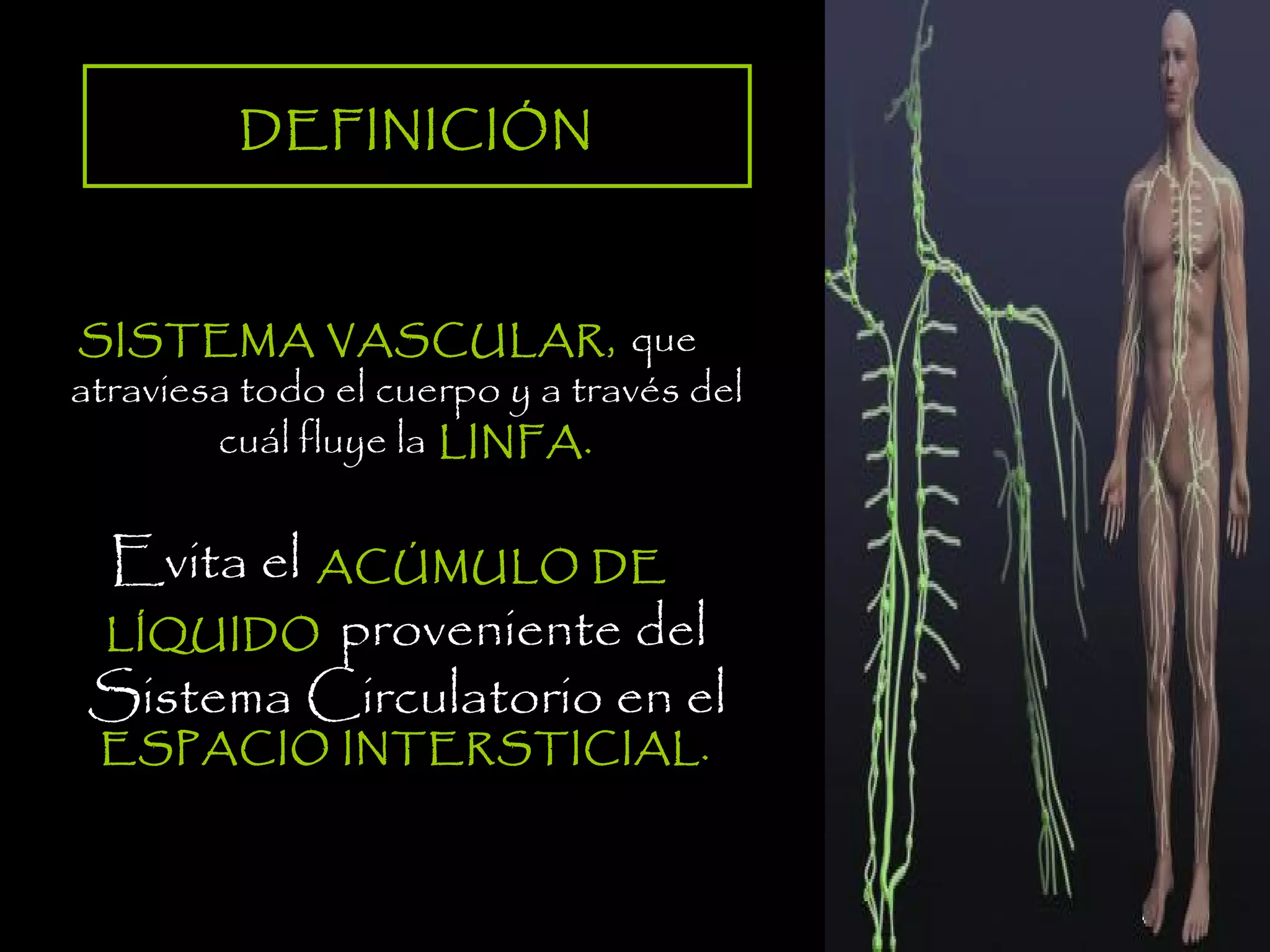 Anatomía del sistema linfático | PPT
