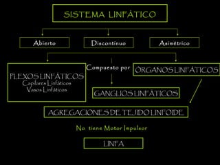 Anatomía del sistema linfático | PPT