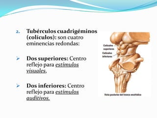 Anatomía del sistema límbico, formación reticular y sistema sensorial ...