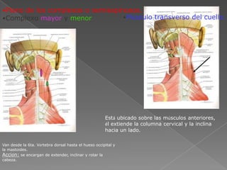Anatomía del sistema muscular humano | PPTX