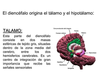 Anatomía del sistema nervioso | PPTX
