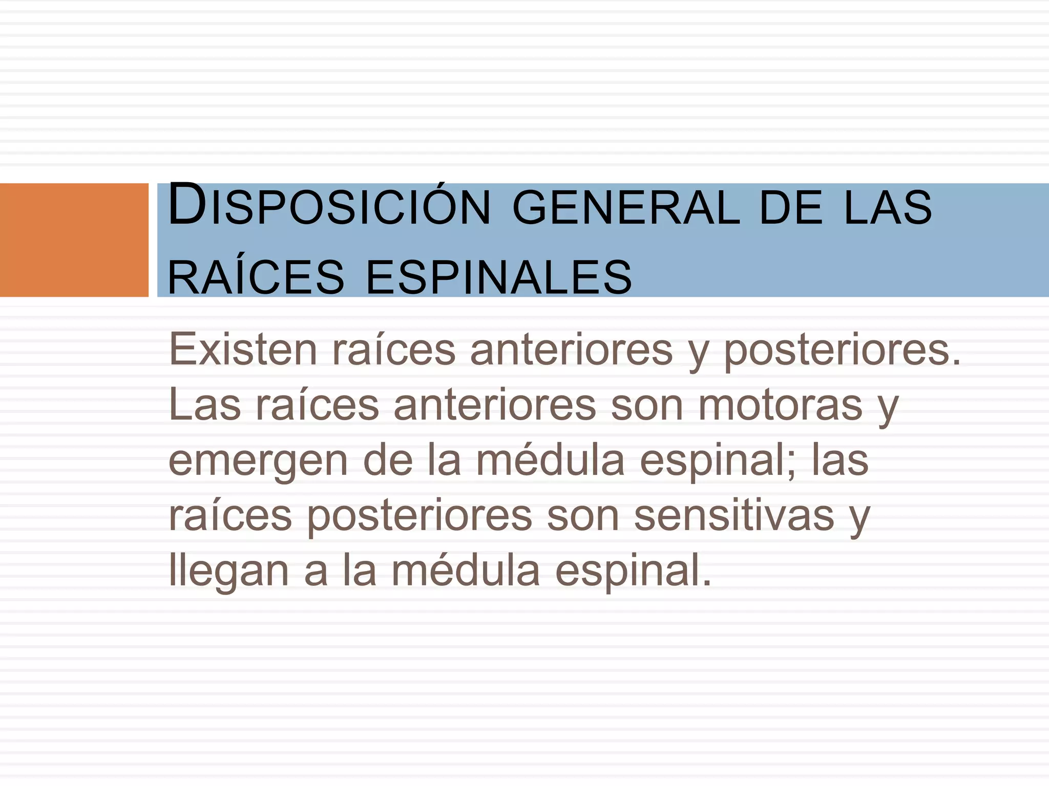 Anatomía del sistema nervioso | PPTX
