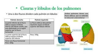 Anatomìa del sistema respiratorio vía aerea.pptx