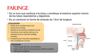 Anatomìa del sistema respiratorio vía aerea.pptx
