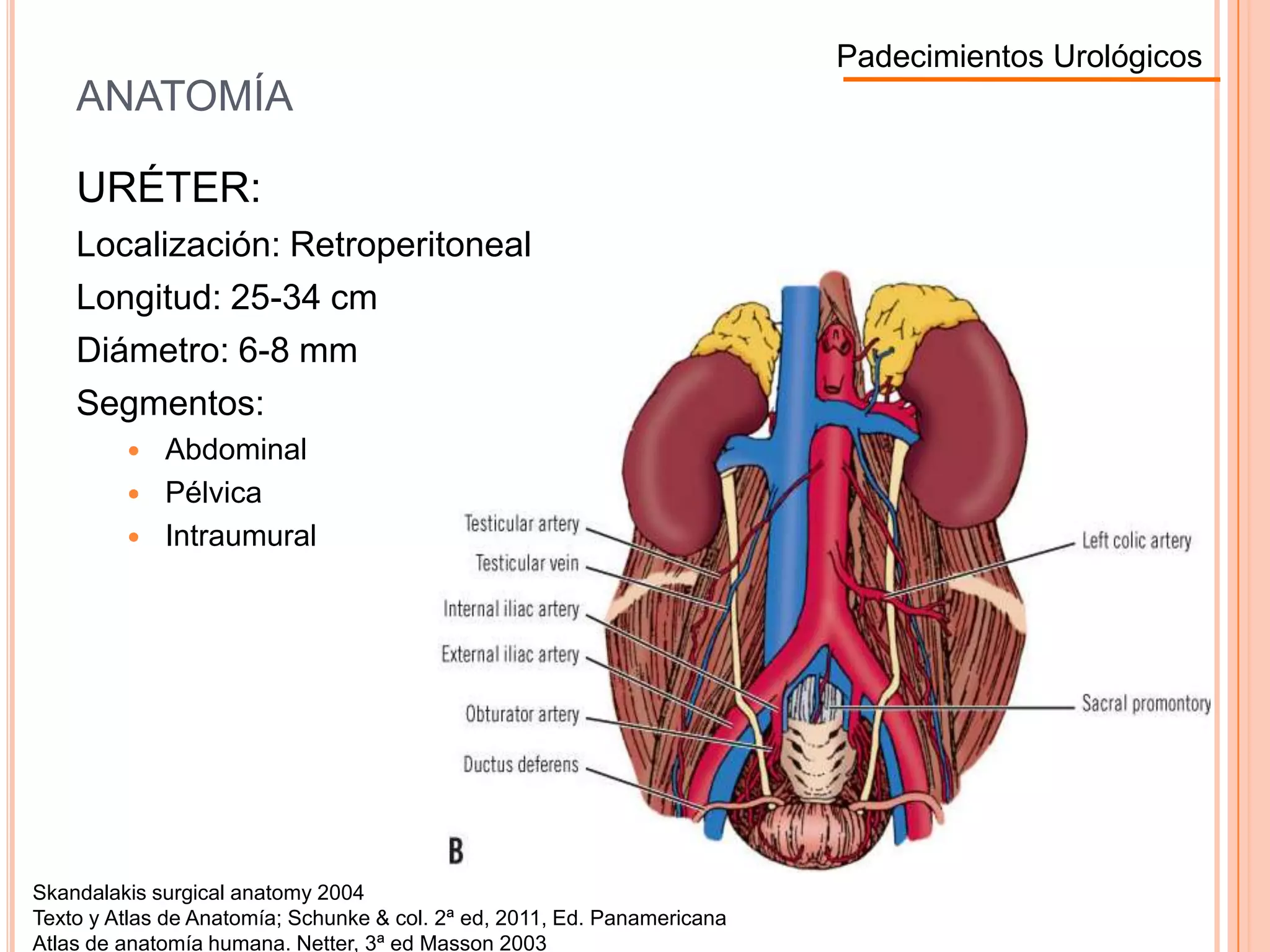 Anatomía Del Sistema Urinario Urología Medicina Pptx