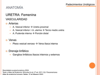 Anatomía del sistema urinario. Urología. Medicina. | PPTX