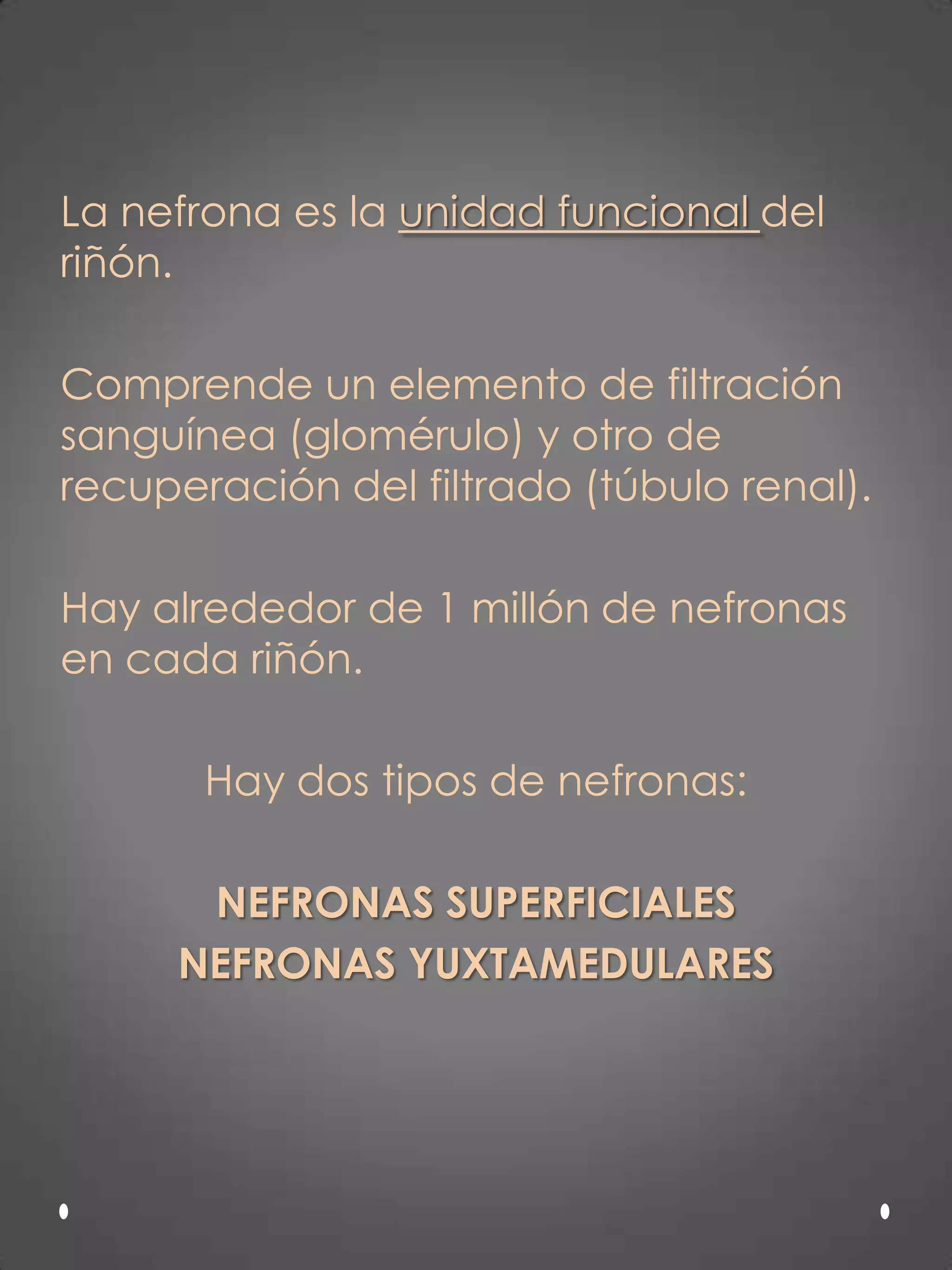 Anatomía del sistema urinario y estructura de la nefrona | PPTX ...