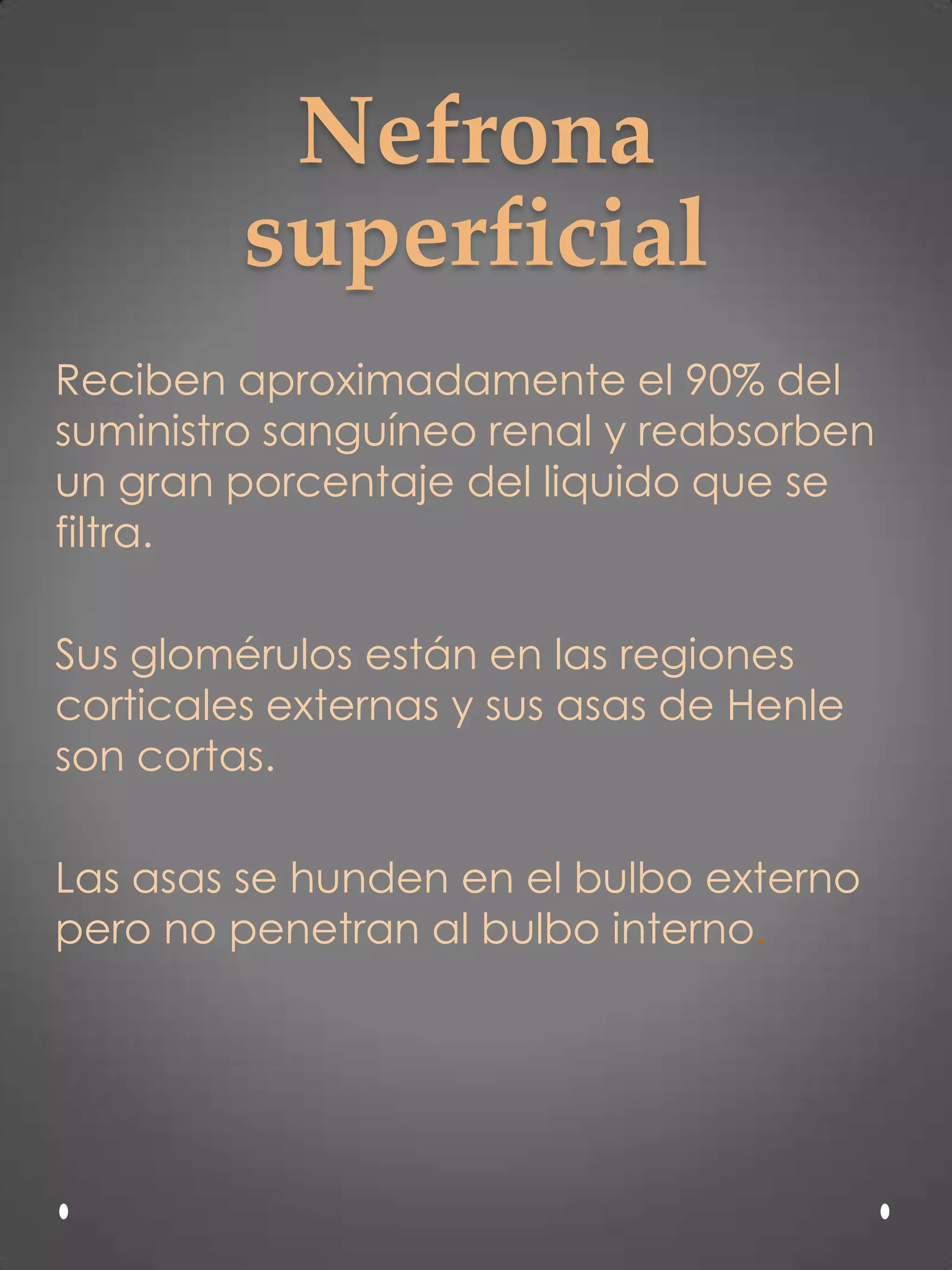 Anatomía del sistema urinario y estructura de la nefrona | PPTX ...