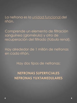 Anatomía del sistema urinario y estructura de la nefrona | PPTX