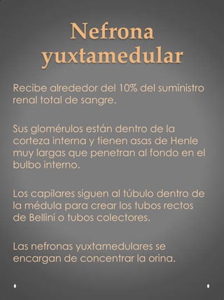 Anatomía del sistema urinario y estructura de la nefrona | PPTX