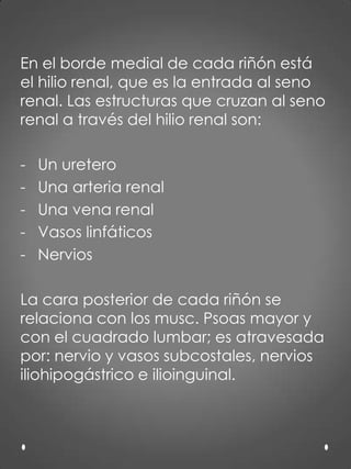 Anatomía del sistema urinario y estructura de la nefrona | PPTX