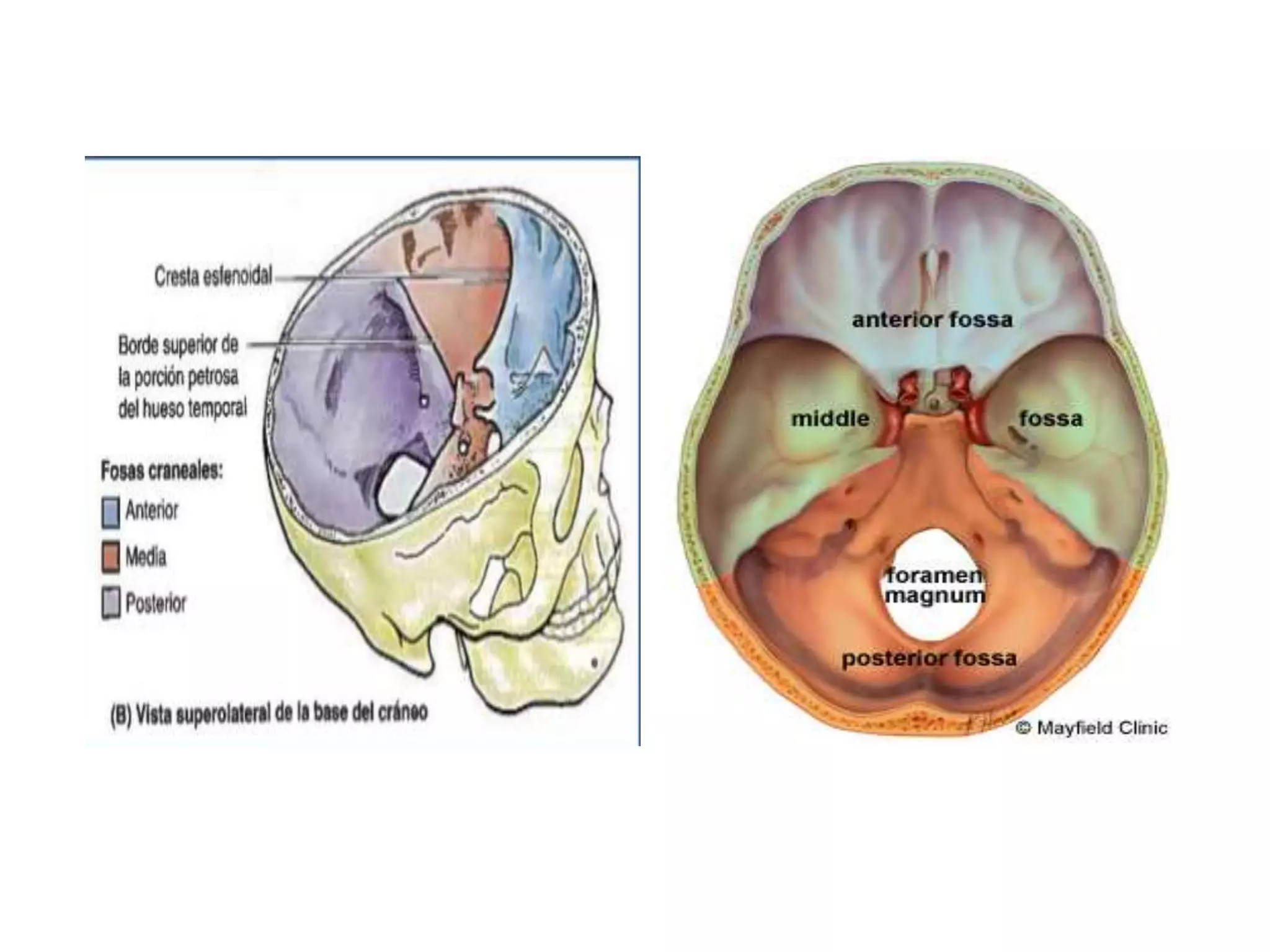 Anatomía del snc | PPTX