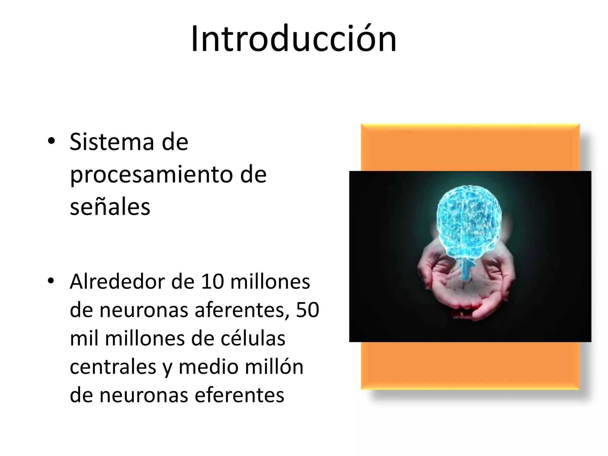 Anatomía del snc | PPTX