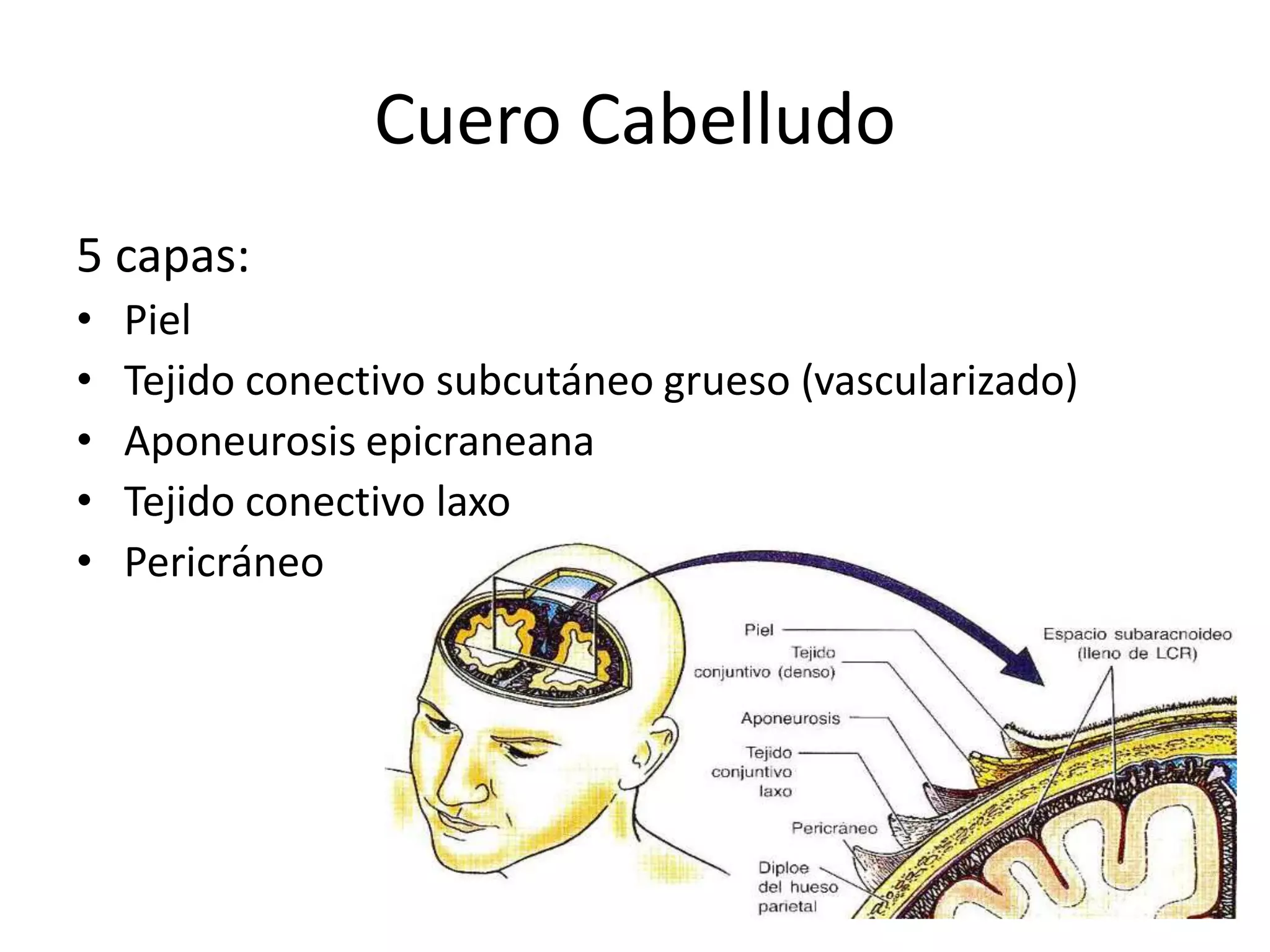 Anatomía del snc | PPTX