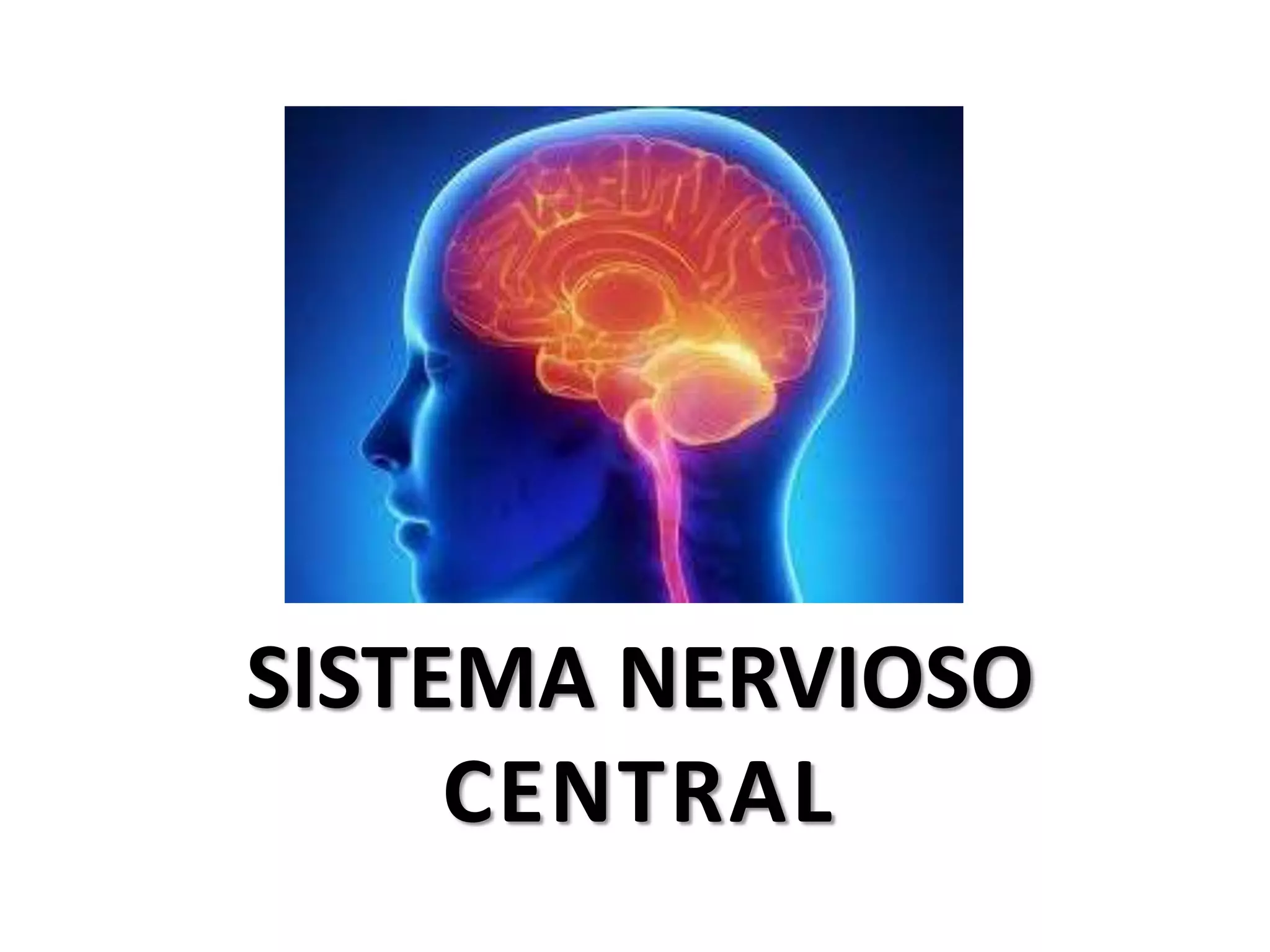 Anatomía del snc | PPTX
