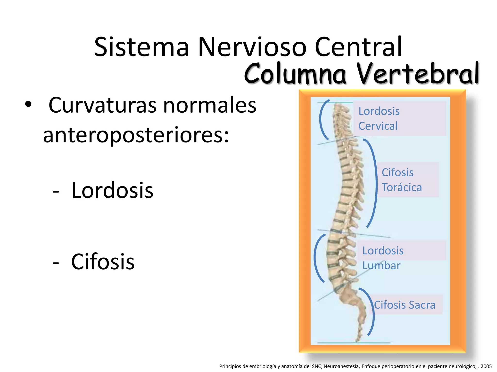 Anatomía del snc | PPTX