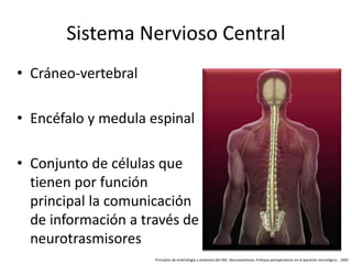 Anatomía del snc | PPTX
