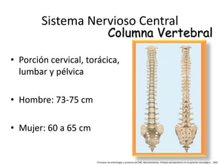 Anatomía del snc | PPTX