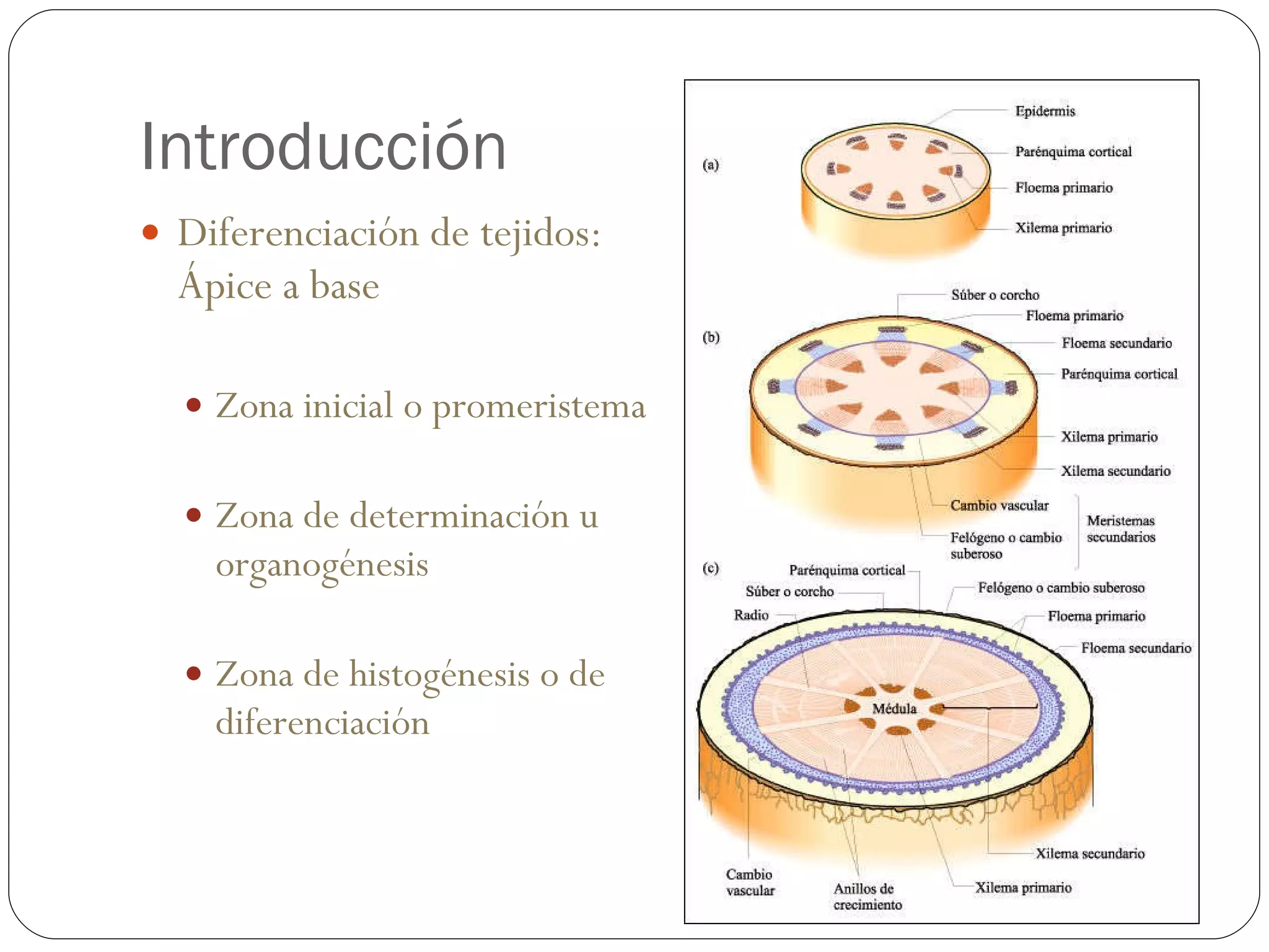 Anatomía del Tallo | PPT