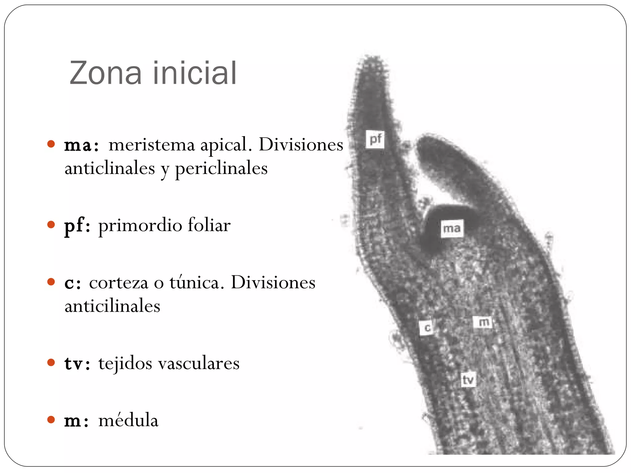 Anatomía del Tallo | PPT