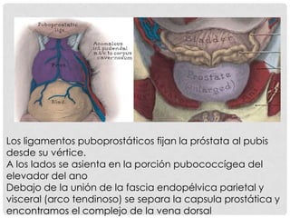 Anatomía del tracto urinario inferior y genitales masculinos | PPTX