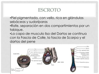 Anatomía del tracto urinario inferior y genitales masculinos | PPTX