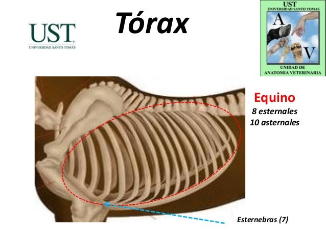 Anatomía del tórax