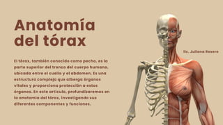Anatomía Completa del Tórax: Estructura, Órganos y Funciones Vitales | PDF