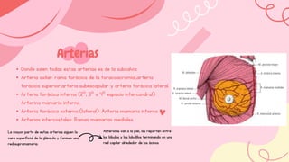 Anatomía de mama_20230823_140729_0000.pdf