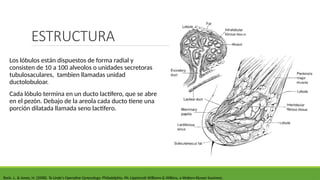 ANATOMÍA DE MAMA Y AXILA, embriología, tanner | PPTX