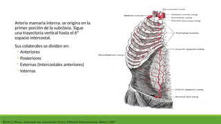 ANATOMÍA DE MAMA Y AXILA embriologia, inervación | PPTX