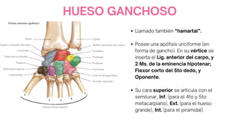 ANATOMÍA DE MANO (osteología, artrología, etc) | PDF