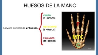ANATOMÍA DE MANO (osteología, artrología, etc) | PDF
